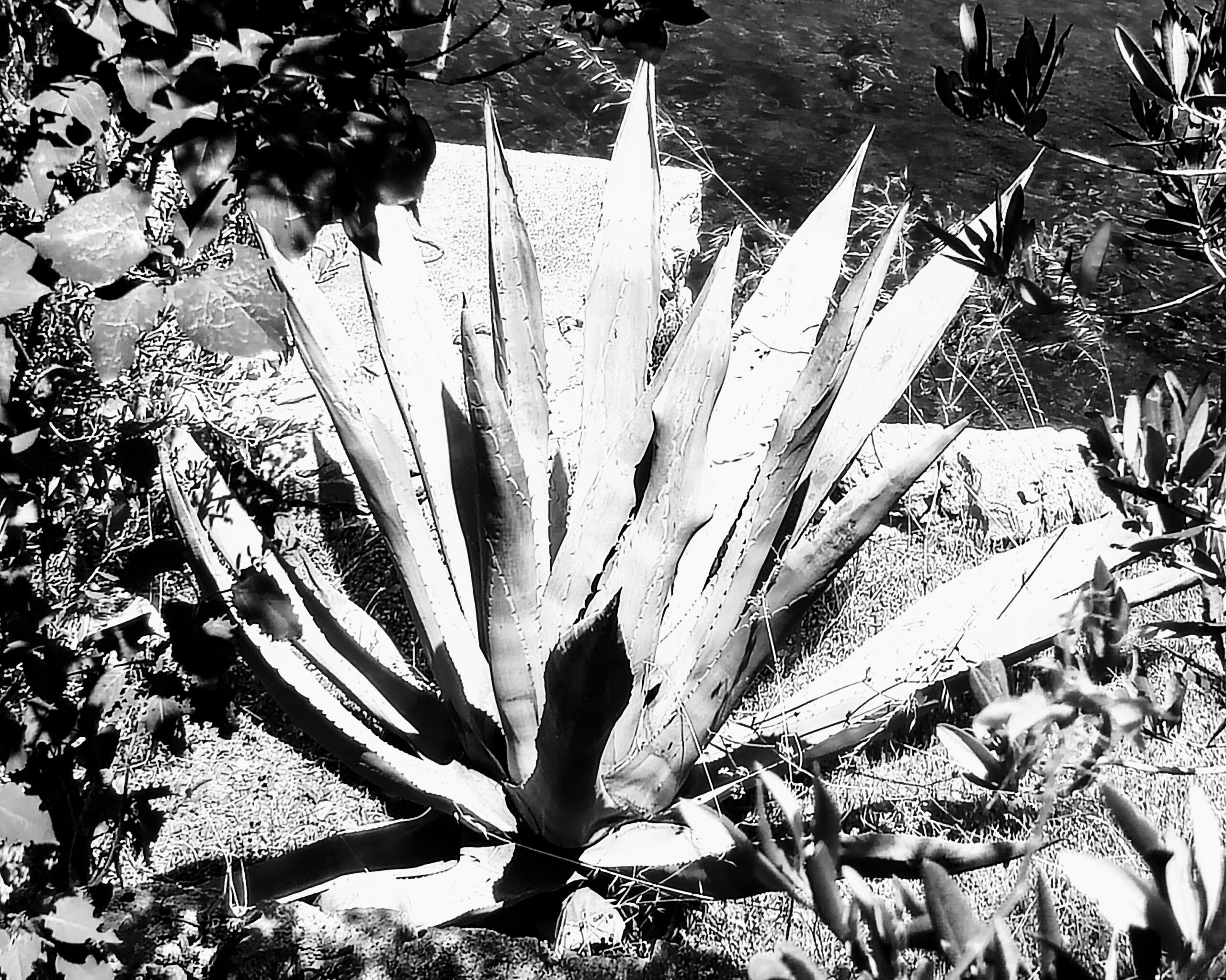 Les Fleur – KLFM